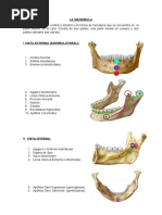 Región Maseterina | PDF | Salud y bienestar