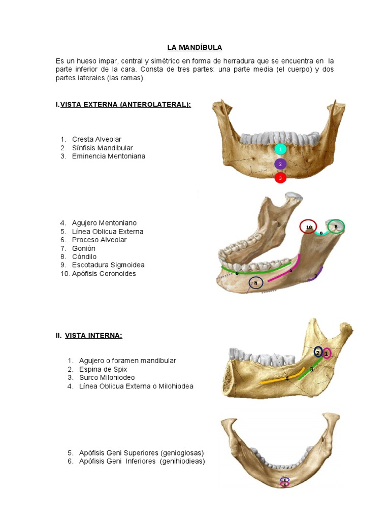 La Mandíbula | Descargar gratis PDF | Sistema musculoesquelético ...