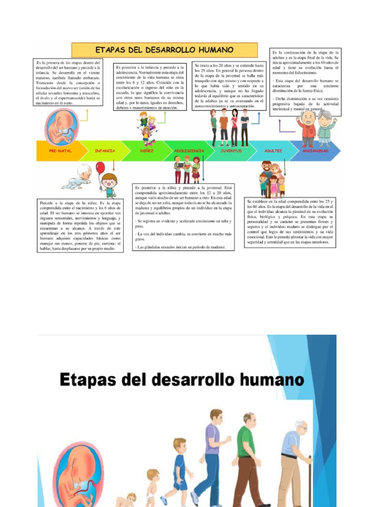 Etapas Del Desarrollo Humano - 1 | PDF
