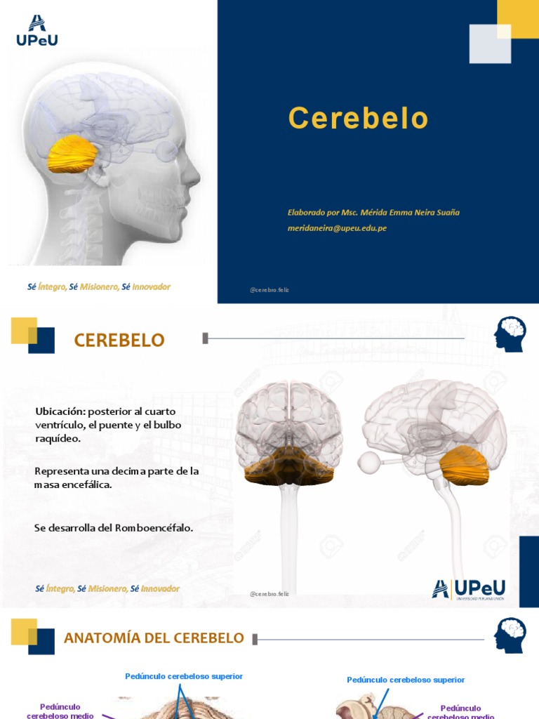 7PPT RESUMEN Cerebelo | PDF | Cerebelo | Tronco encefálico
