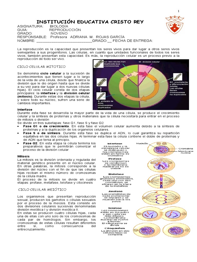 Reproduccic3b3n Guia | PDF | Sexo | Mitosis
