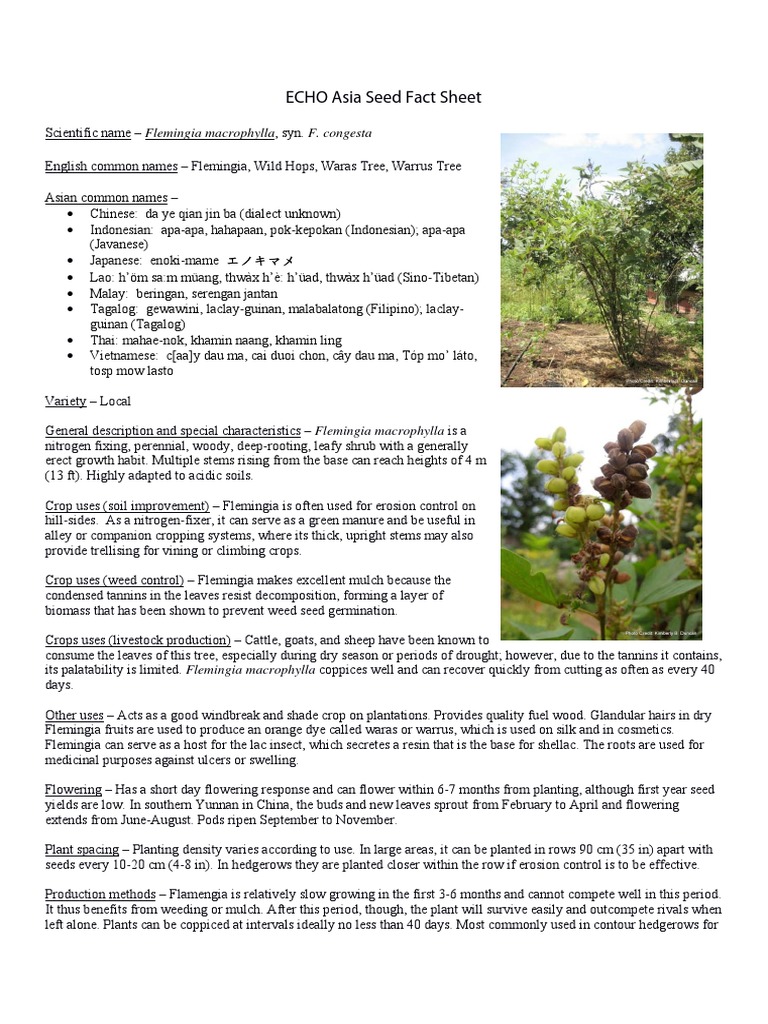 Flemingia macrophylla Overview | PDF | Agriculture | Plants