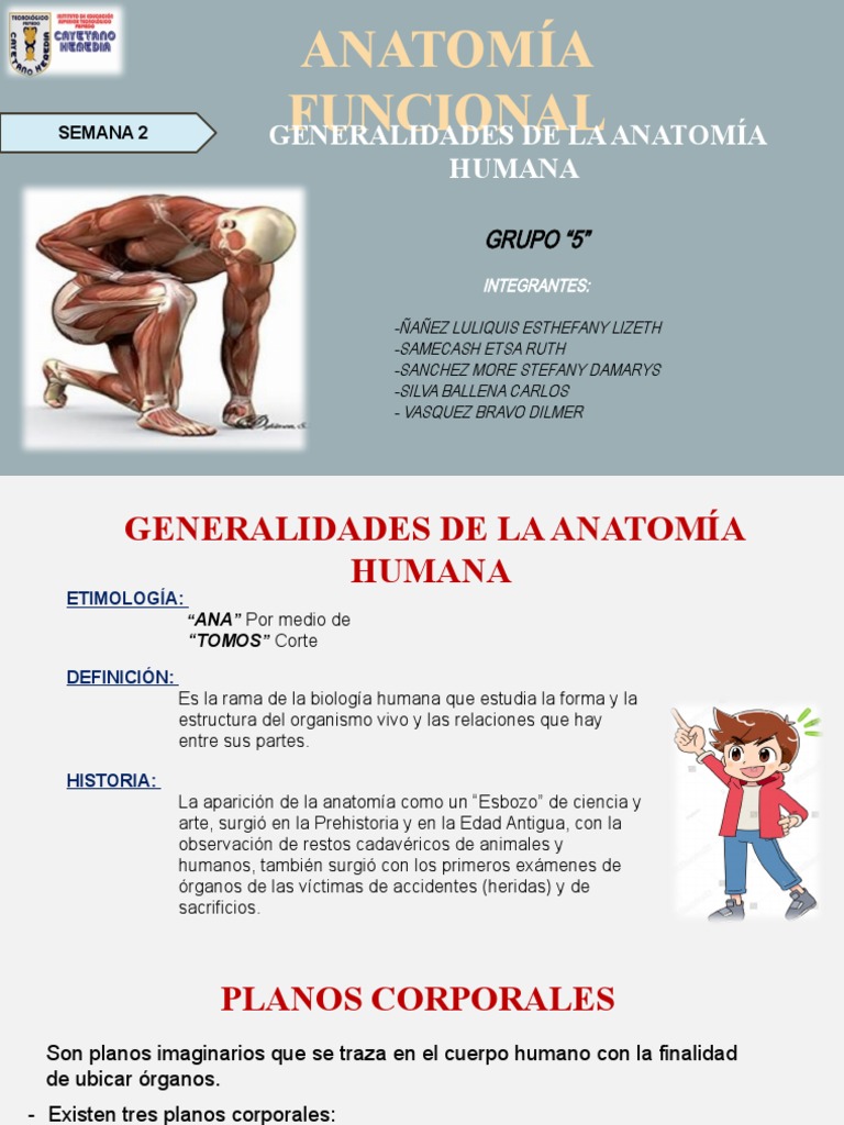 Anatomía Funcional Grupo 5-1 | PDF | Anatomía