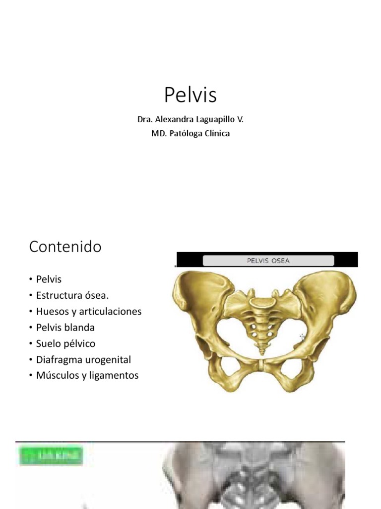 Pelvis | PDF | Pelvis | Anatomía humana
