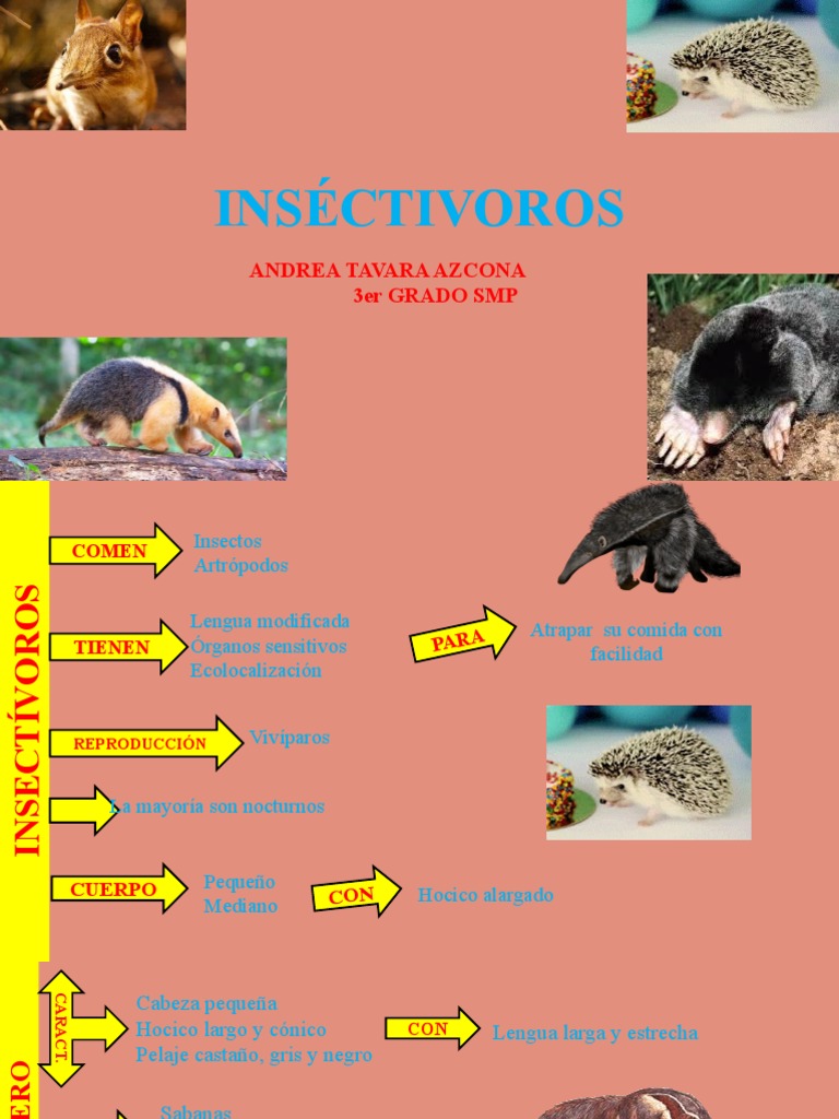 Insectívoros | PDF | Murciélago | Insectos
