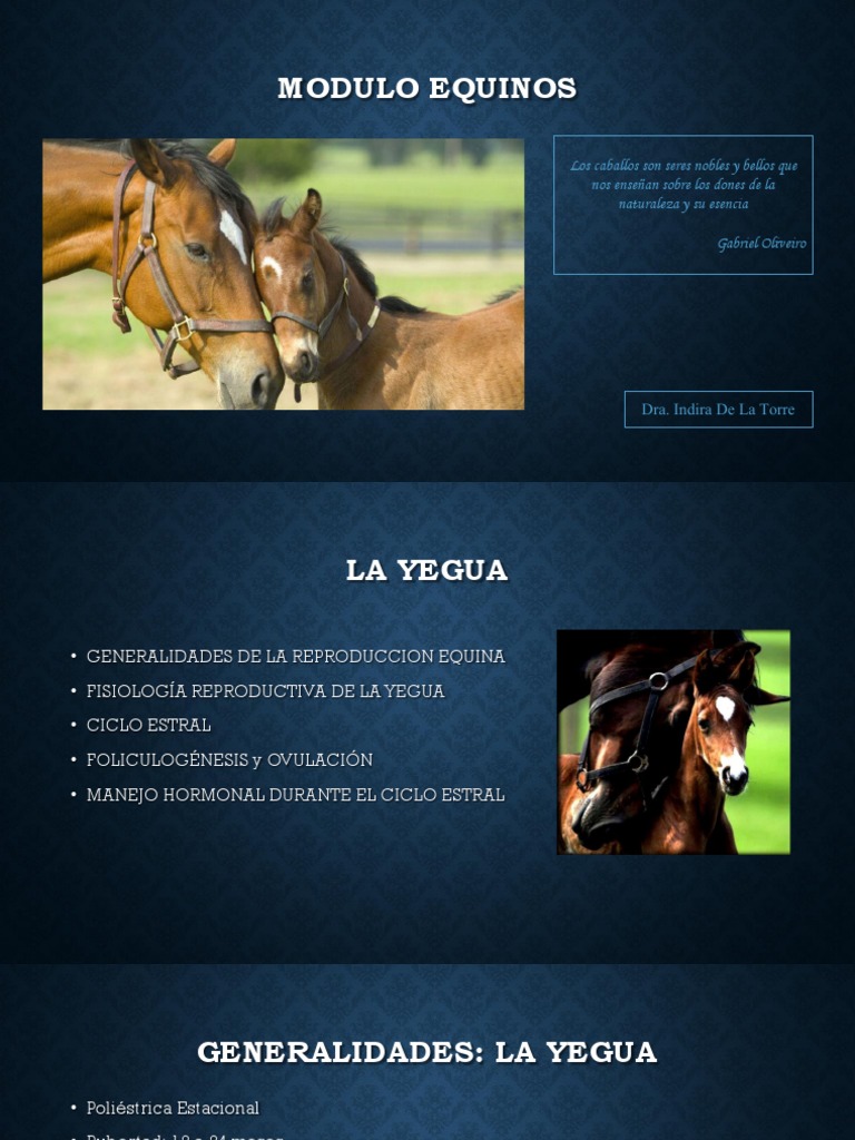 Modulo Equino (Reproducción) | PDF | Testículo | Sistema reproductivo ...