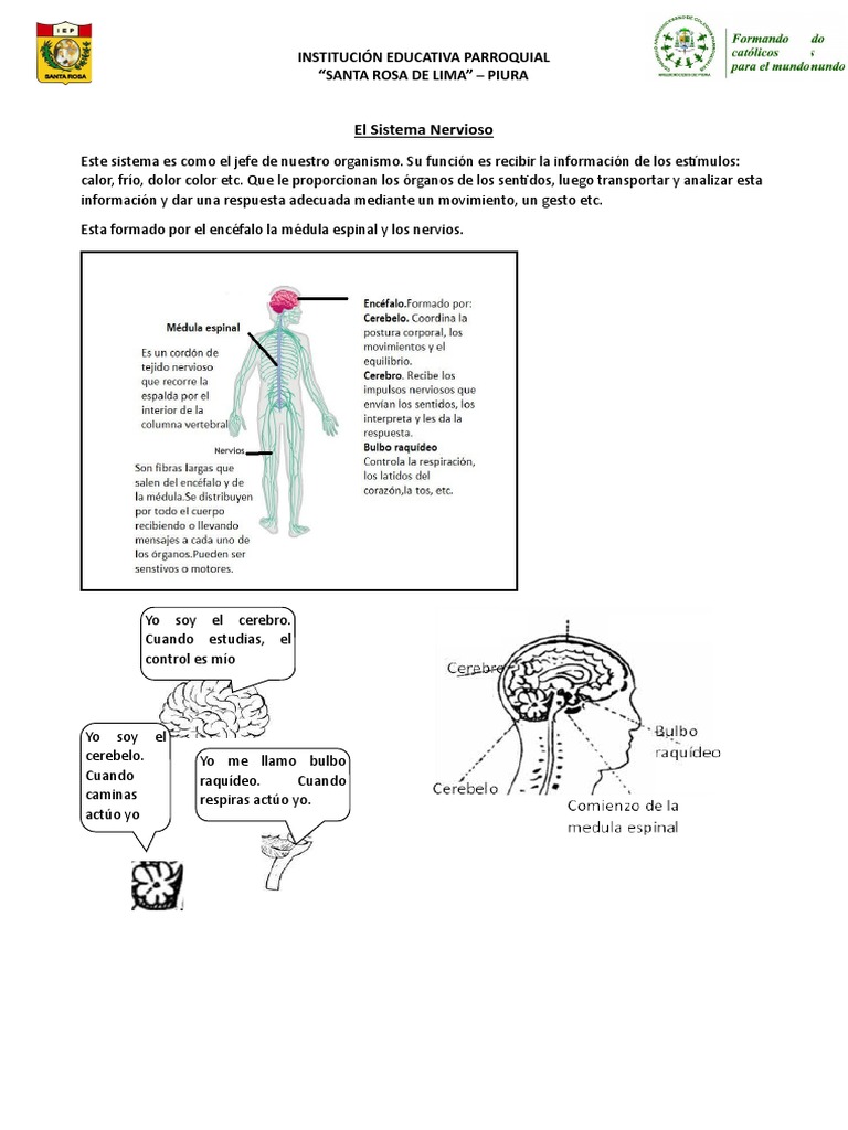 FICHA-El Sistema Nervioso | PDF | Cerebro | Nervio