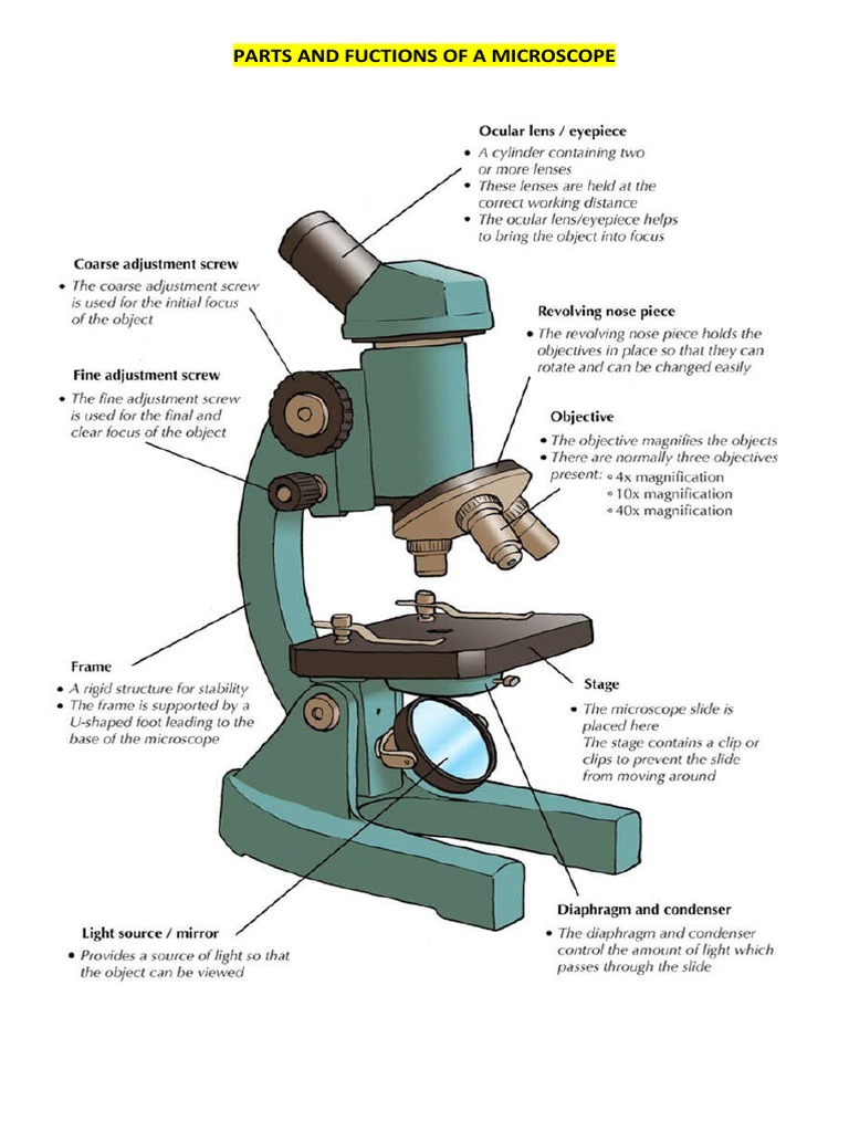 Sci7 Q2 | PDF | Cell (Biology) | Microscope