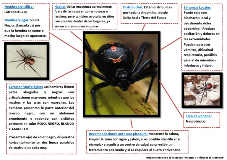 CARACTERISTICAS LATRODECTUS SP | PDF