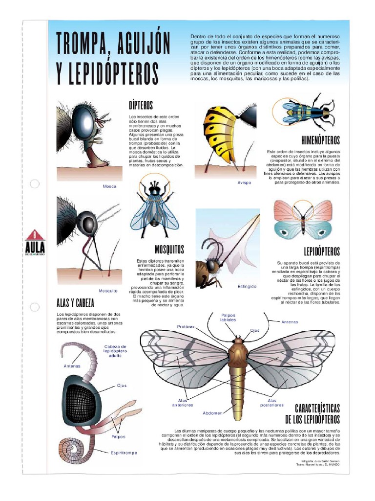 Trompa, Aguijón y Lepidópteros | PDF