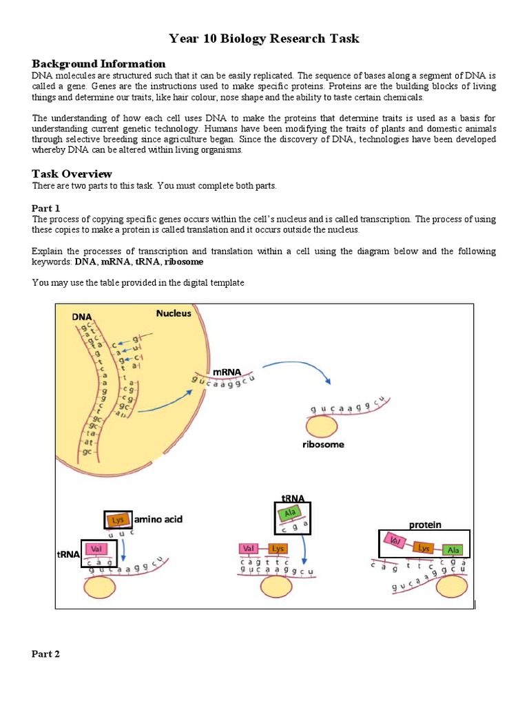 Year 10 Biology Research Task 2022 (3) | PDF | Gene | Translation (Biology)