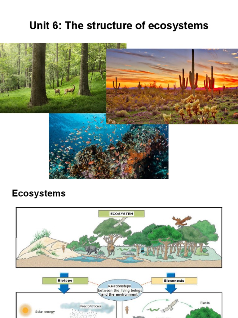 UD6 Structure Ecosystems 2 | PDF | Symbiosis | Mold