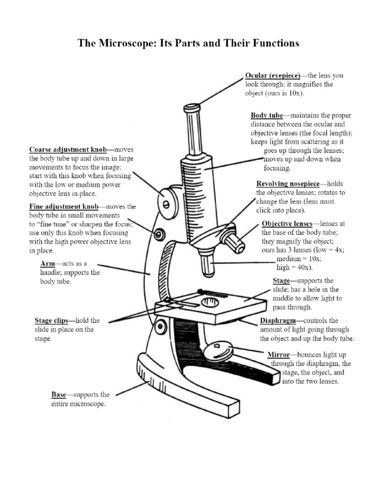 The Microscope - Its Parts and Their Functions | PDF