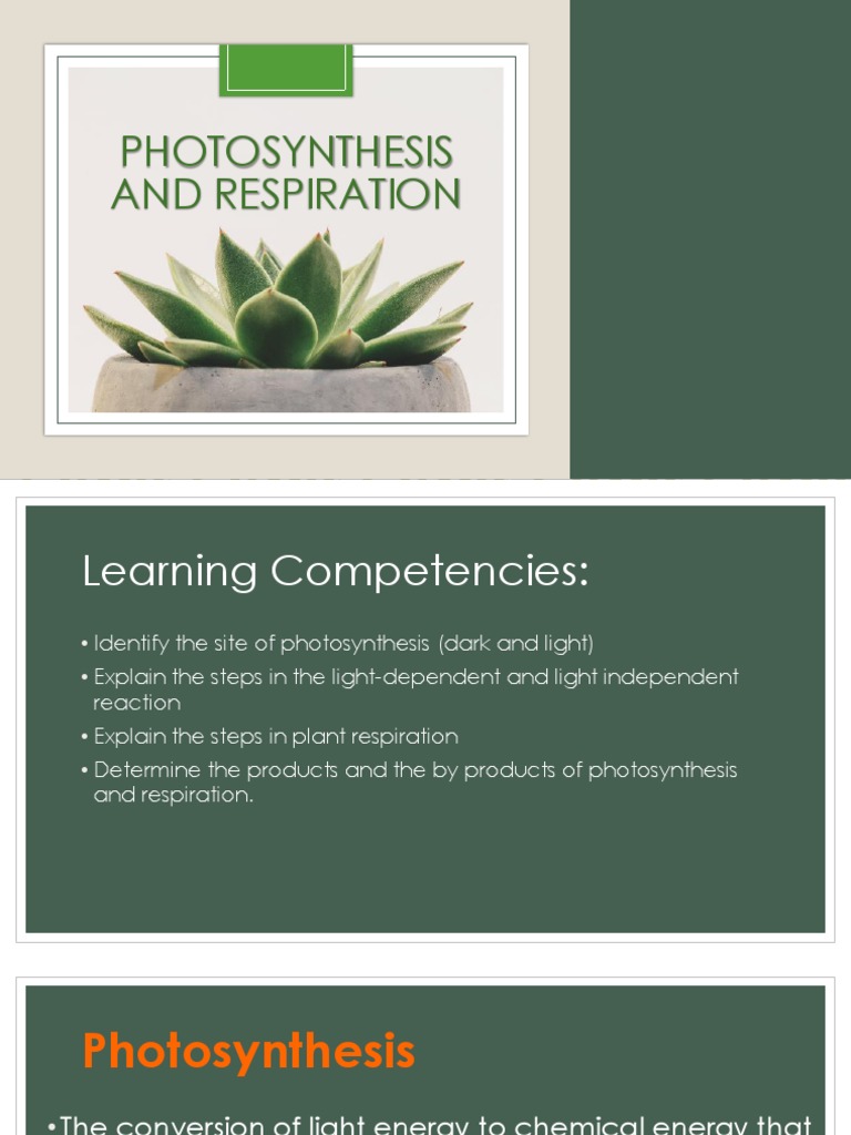 Photosynthesis and Respiration | PDF | Cellular Respiration ...
