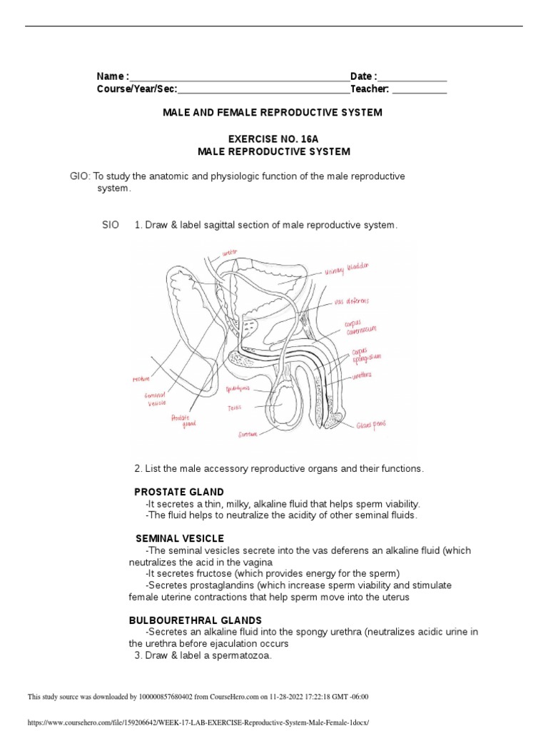 Male and Female Reproductive Systems Lab | PDF | Menstrual Cycle ...
