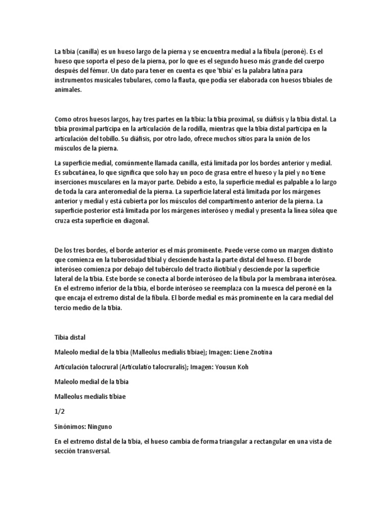 La Tibia | PDF | Sistema musculoesquelético | Extremidades (anatomía)