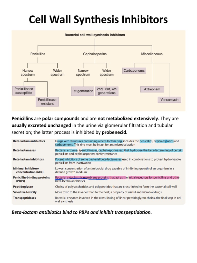 Cell Wall Synthesis Inhibitors (Complete | PDF | Penicillin | Chemotherapy