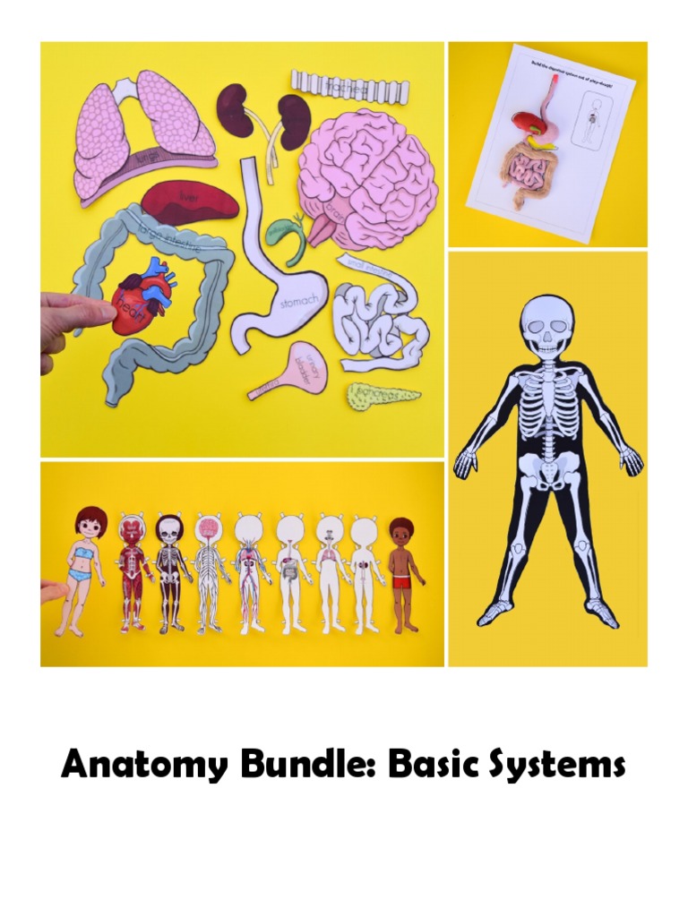 Anatomy Basic Bundle 2021 Ywzsjx | PDF | Human Body | Human Digestive ... Anatomy Basic Bundle 2021 Ywzsjx | PDF | Human Body | Human Digestive ...