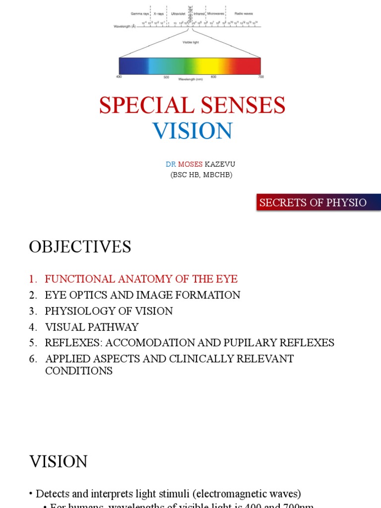 Lecture 6 Special Senses Part 1-Vision | PDF | Human Eye | Retina