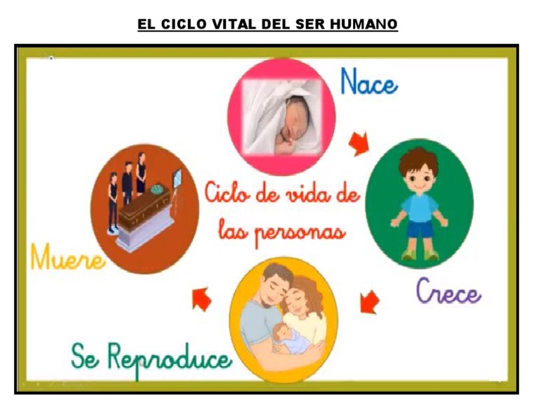 El Ciclo Vital Del Ser Humano | PDF