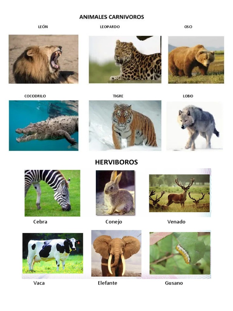 Animales Carnivoros, Herviboros y Omnivoros | PDF