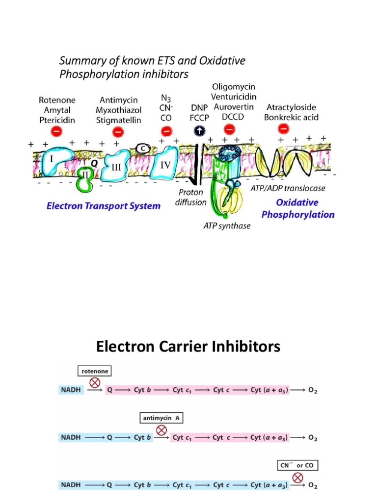 Inhibitors of ETC and Oxidative Phosphorylation and Uncouplers | PDF ...
