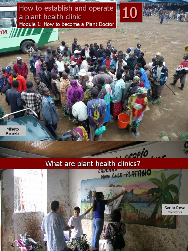 Establishing Plant Health Clinics | PDF | Banana | Legume