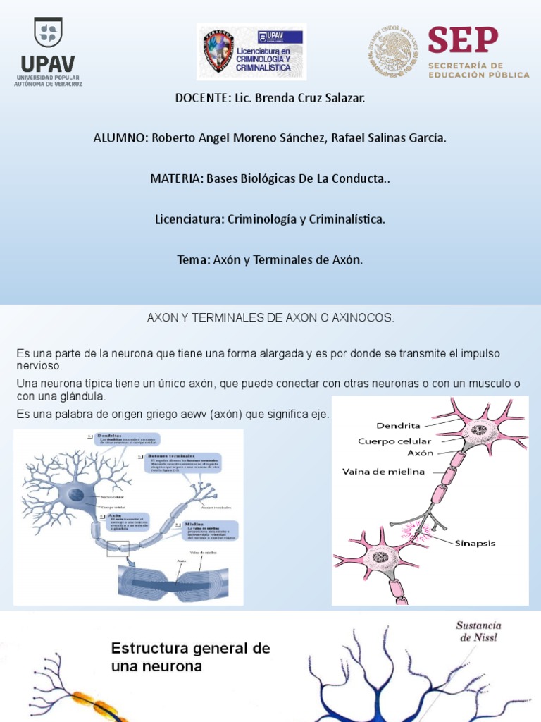 Axon y Terminales Axonicos | PDF