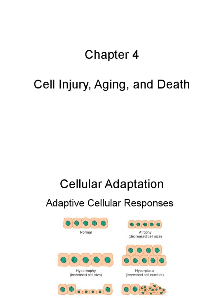Cellular Adaptation | PDF | Necrosis | Hypoxia (Medical)