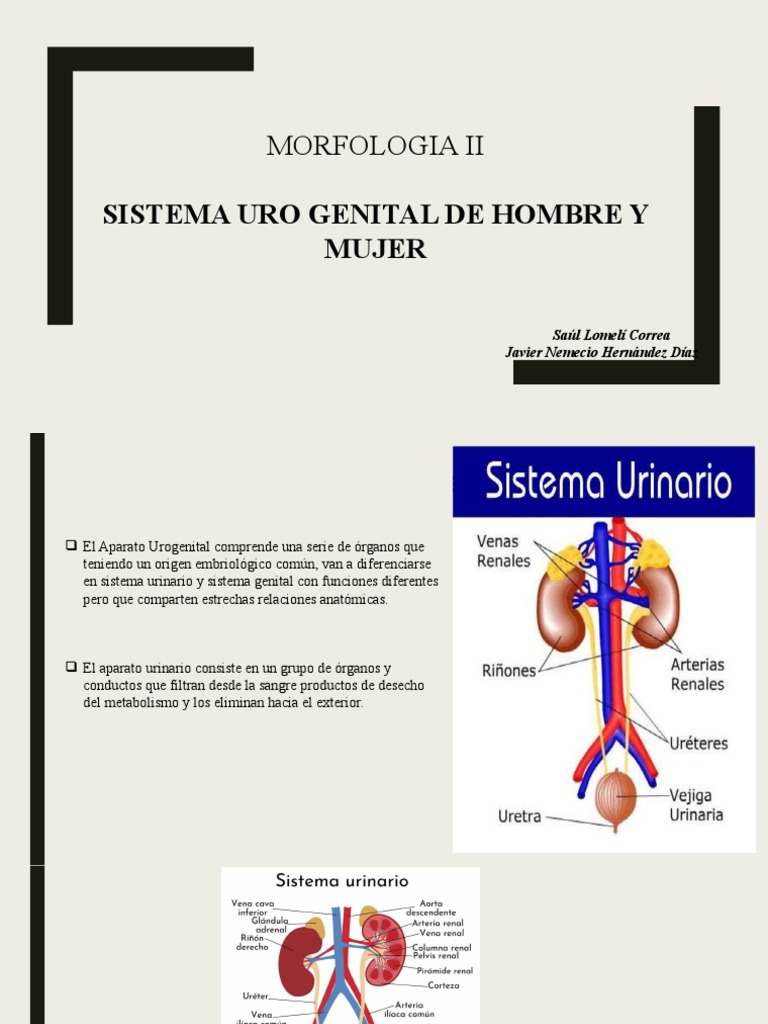 Aparato Genitourinario | PDF | Riñón | Sistema urinario