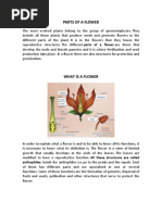 Parts of A Flower and Its Functions | PDF | Flowers | Petal