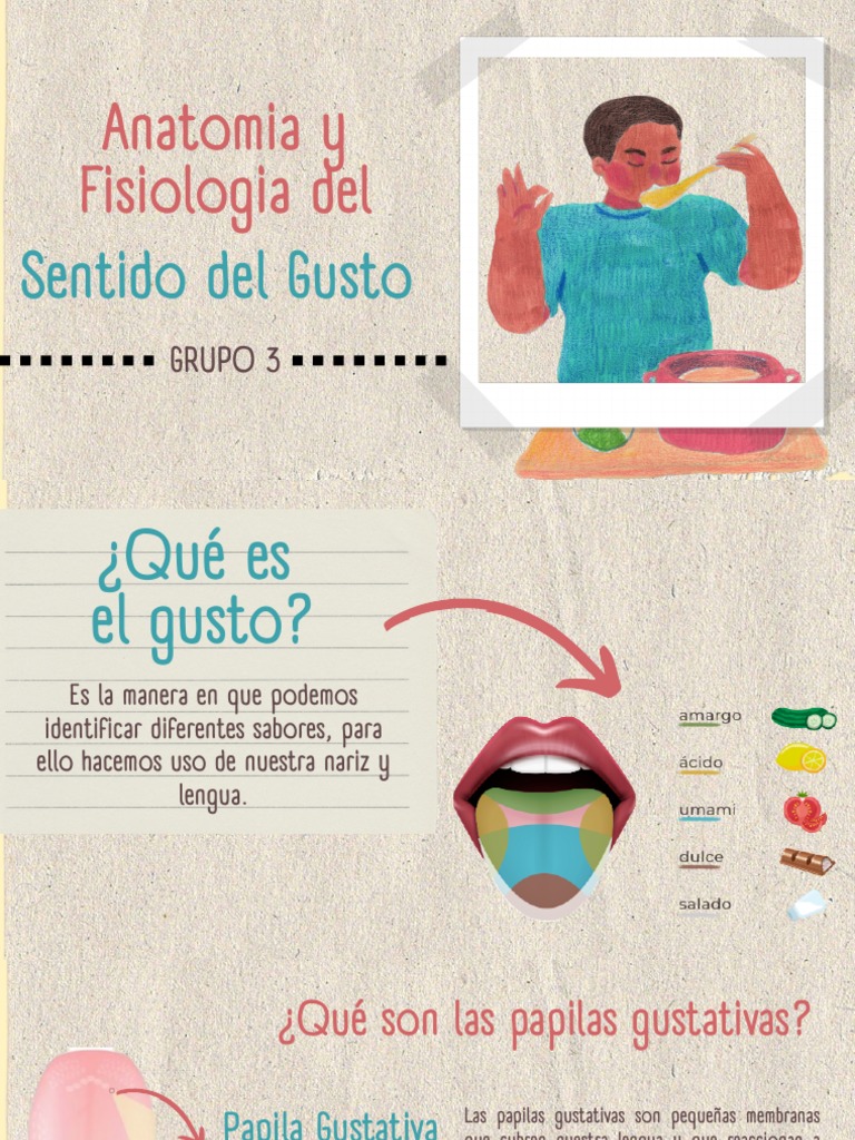Anatomia y Fisiologia Sentido Del Gusto | PDF | Gusto | Comida y bebida