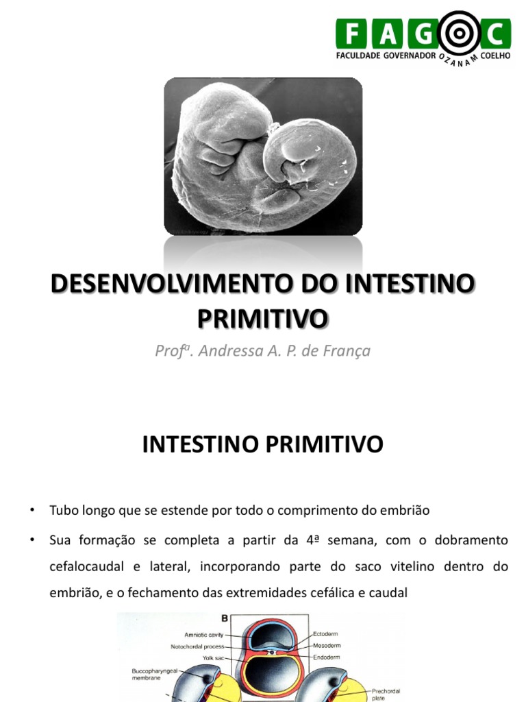 Desenvolvimento do Intestino Primitivo | PDF | Fígado | Trato ...