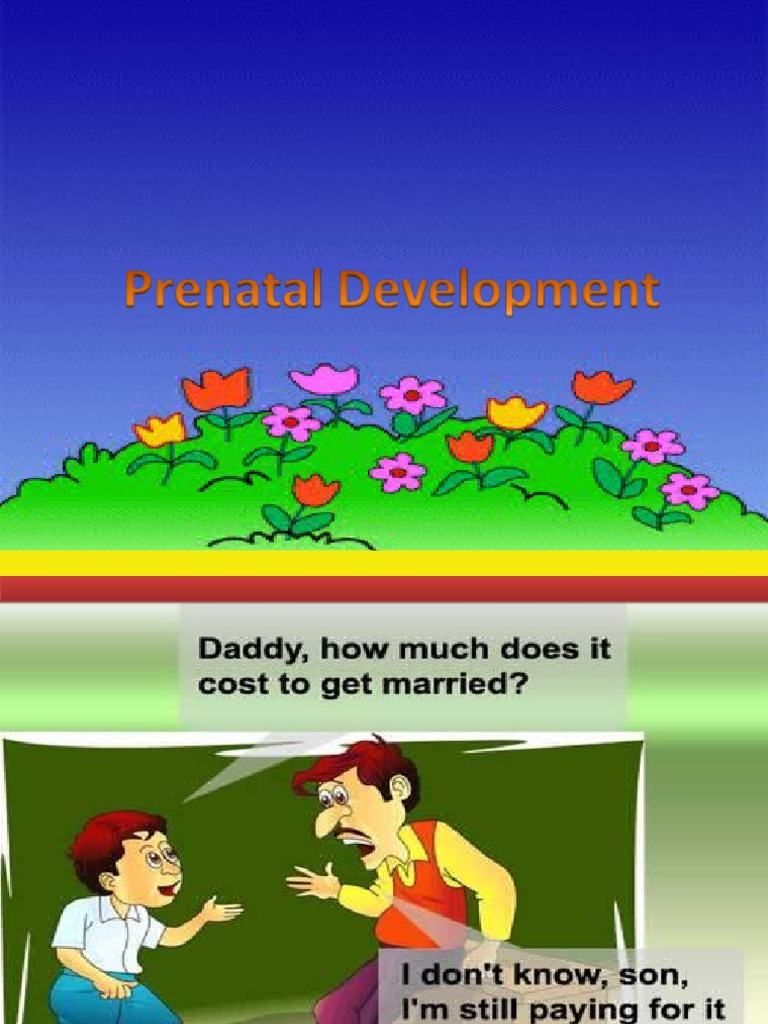 Lecture 7 Prenatal Development Pdf Prenatal Development Fertilisation 