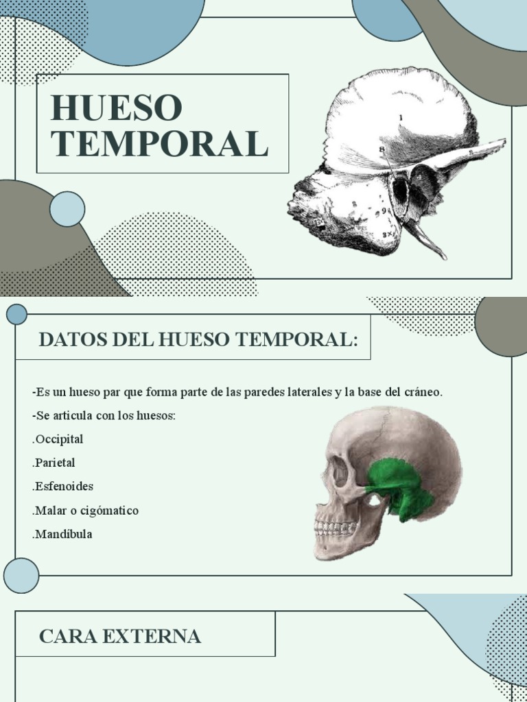 Hueso Temporal | PDF