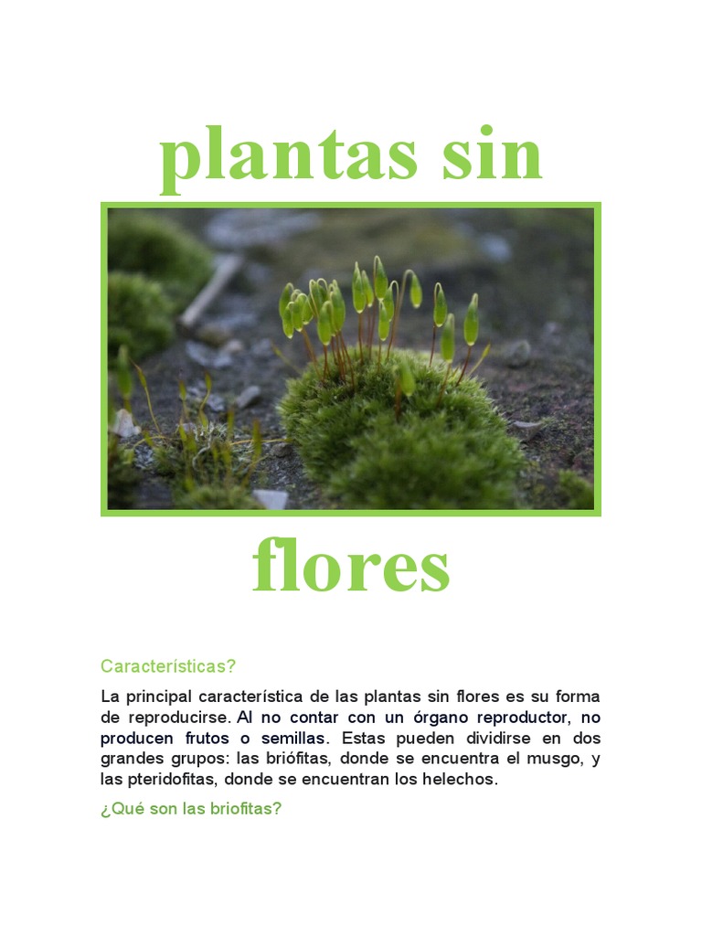 Tipos y características de plantas sin flores | PDF | Hogar, jardinería ...