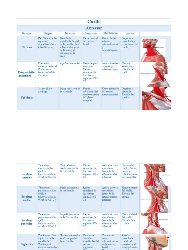 Tabla de Músculos | Descargar gratis PDF | Mano | Codo