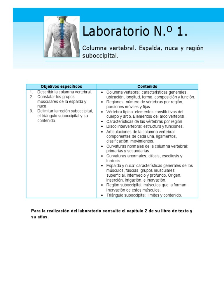 Macro Lab, 1,2,3,4 | PDF | Vértebra | La columna vertebral