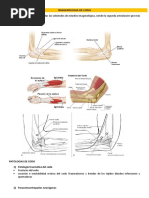 Diagnostico Por Imagen Del MS-páginas-1-4 | PDF | Hombro | Mano