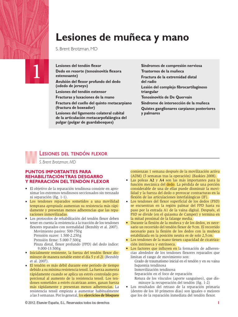 Lesiones y tratamiento de tendones de mano | PDF | Mano | Medicina CLINICA
