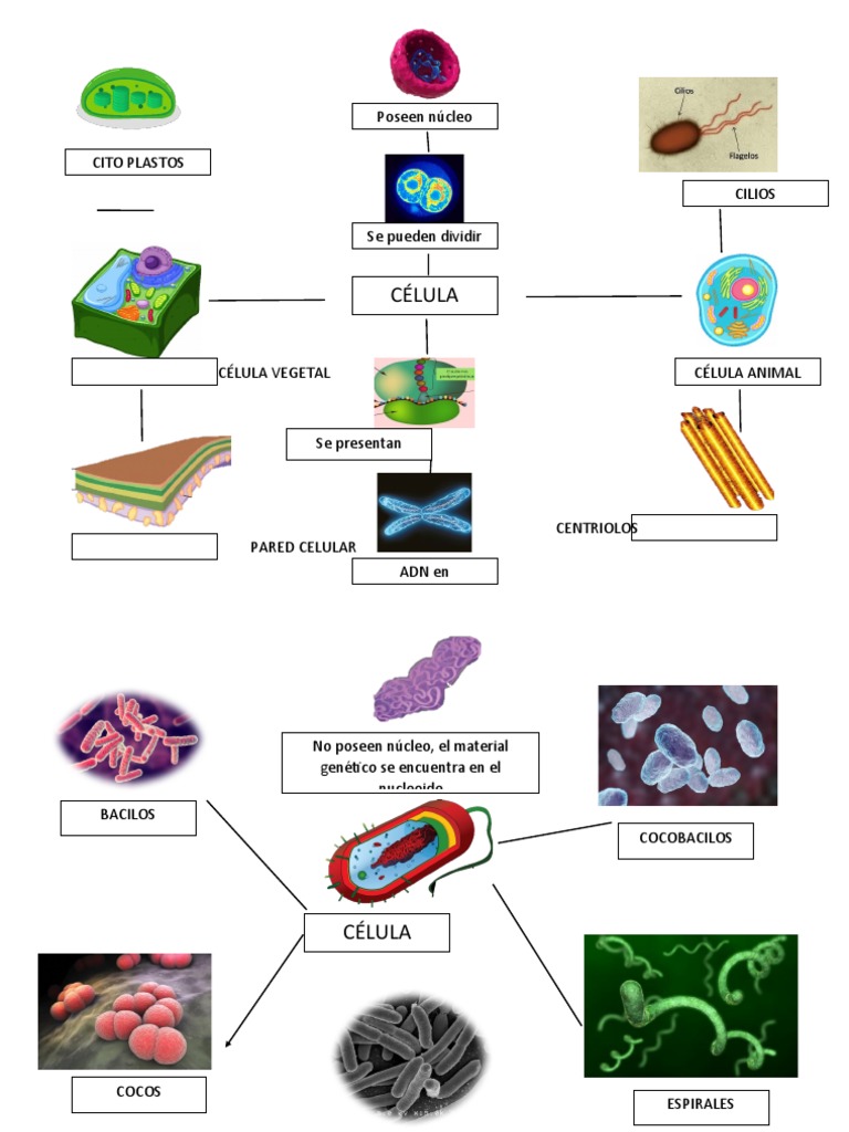 Mapa Mental de Celulas | PDF