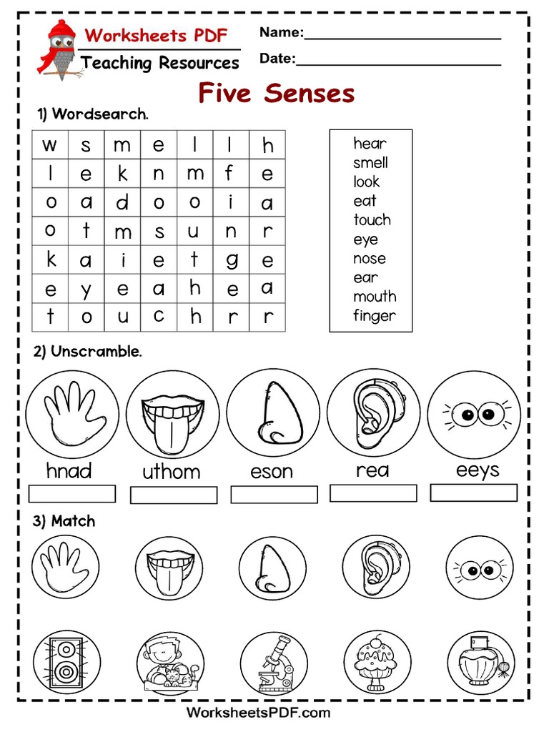 Five Senses Wordsearch Comprimido | PDF