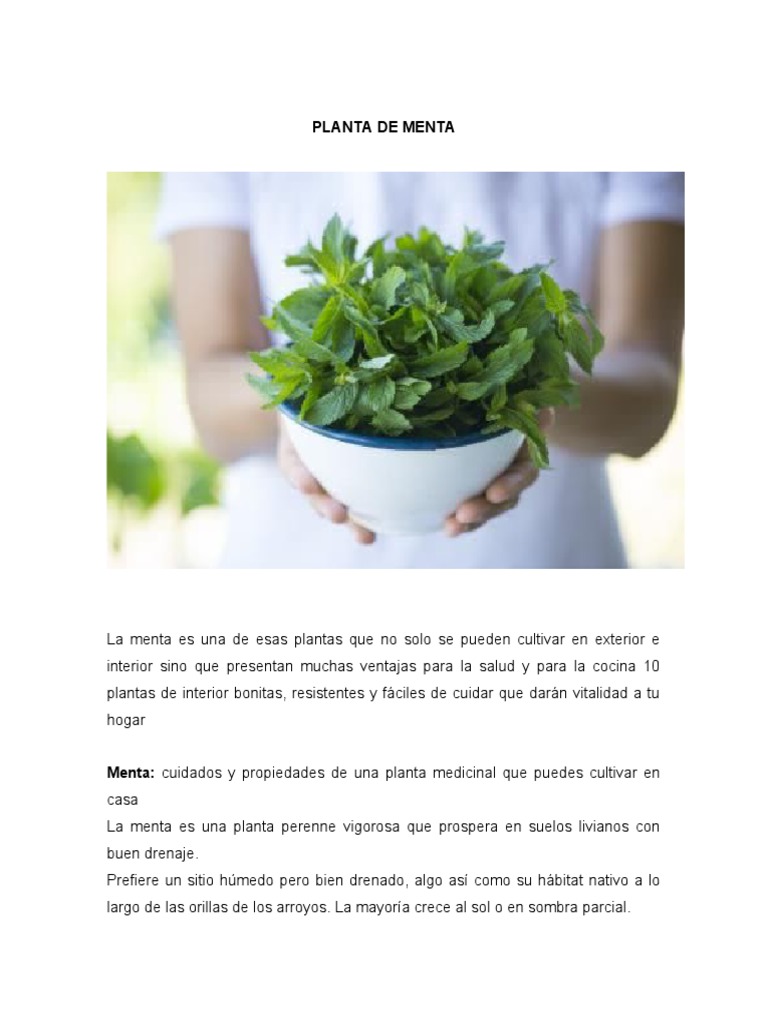 Beneficios y cuidados de la menta | PDF | Fibra dietética | Dieta y ...