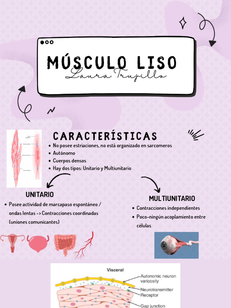 Músculo Liso | Descargar gratis PDF | Músculo | Contracción muscular