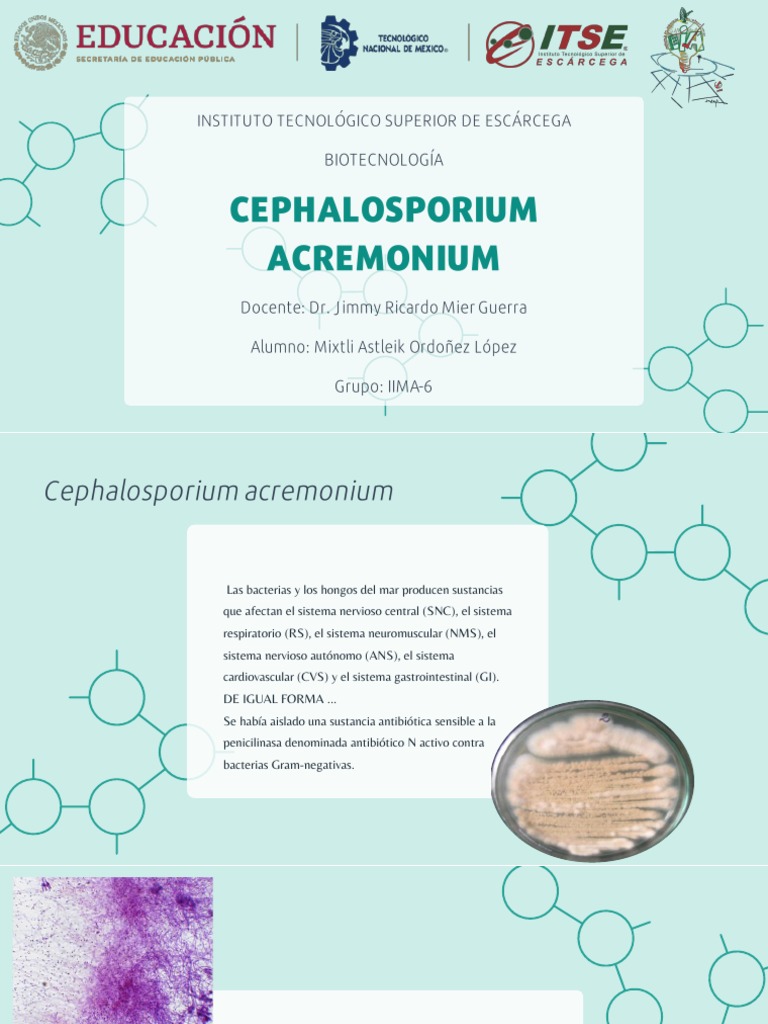 Cephalosporium acremonium | PDF