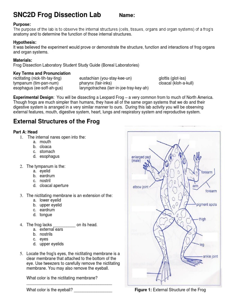 U3A1 Frog Dissection Lab | PDF | Frog | Information