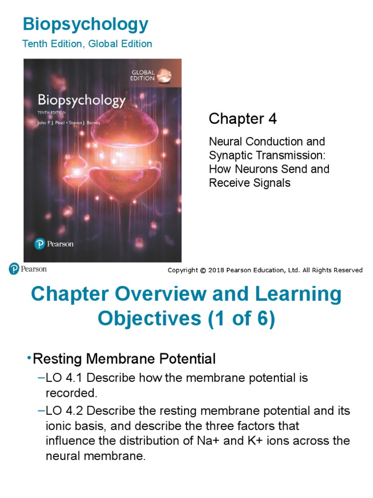 CH04 PPT | PDF | Chemical Synapse | Neurotransmitter