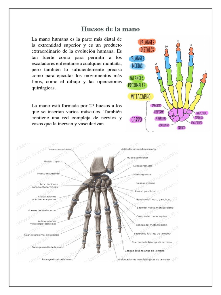 Anatomía y Huesos de la Mano | PDF | Mano | Anatomía humana