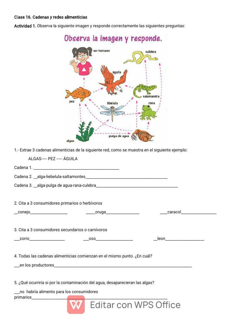 Cadenas y Redes Alimenticias | PDF | Red alimentaria | Organismos