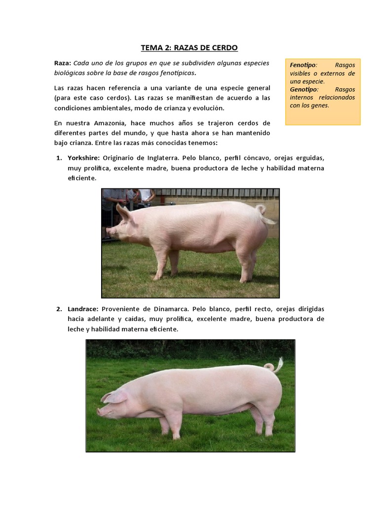 Tema 2 - Razas de Cerdo | PDF